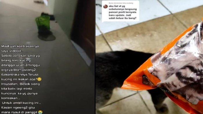 Video Viral Kucing Mengeong Dalam Kamar Kontrakan, Ditinggal 2 Minggu ...