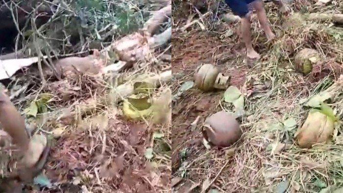 Video Viral Temuan Belasan Tabung Gas Tersimpan di Semak-semak Desa Popalia Kolaka, Diduga ...
