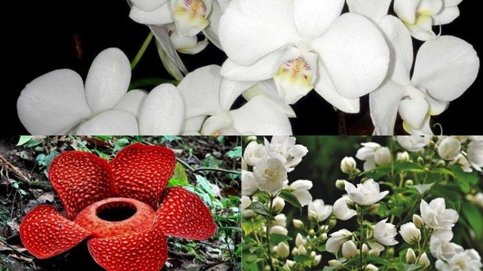 3 Bunga Nasional Indonesia, Puspa Bangsa, Puspa Pesona, dan Puspa ...