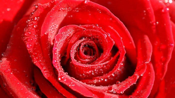 7 Jenis Bunga Mawar yang Paling Bagus Dijadikan Tanaman Rumah ...