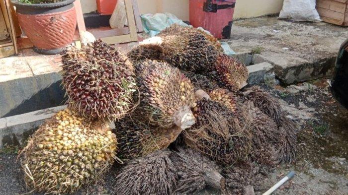 VIDEO - Kisah Anton Ditangkap Paksa Polisi usai Dituduh Maling di Kebun Sendiri, Perut Dipukul ...