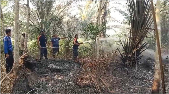6 Hari Api Karhutla di Musi Rawas Belum Padam, 400 Ha Lahan di Megang Sakti Terbakar ...