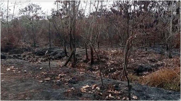 Hujan Guyur Muratara 1 Jam, Berharap Api Merayap Bawah Tanah Lahan ...