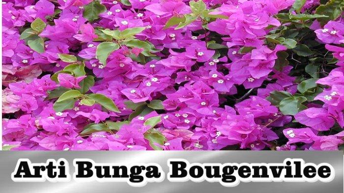 Arti Bunga Bougenville, Ini Makna, Jenis dan Manfaatnya - Tribunsumsel.com