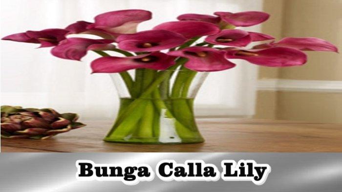Arti Bunga Calla Lily, Ini Penjelasannya, Warna dan Karakteristik ...