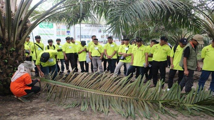 800 Pekebun Sawit di Sumsel Berhasil Dididik BPI Bersama BPDPKS ...