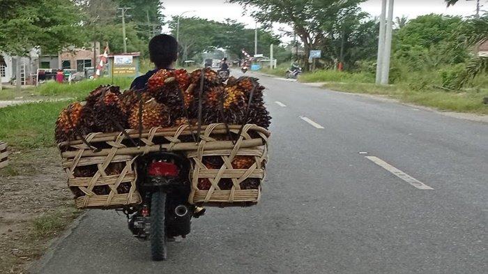 Bisnis Ram Sawit di Muratara Menjamur, Diduga Pengepul Kelapa Sawit Tak ...