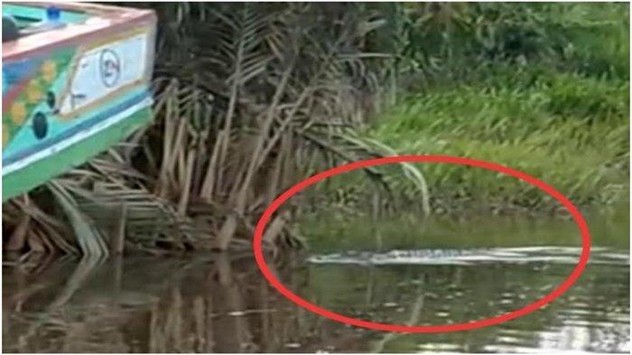 Buaya Muara Terlihat Berenang di Dermaga Desa Teluk Betung Pulau Rimau ...