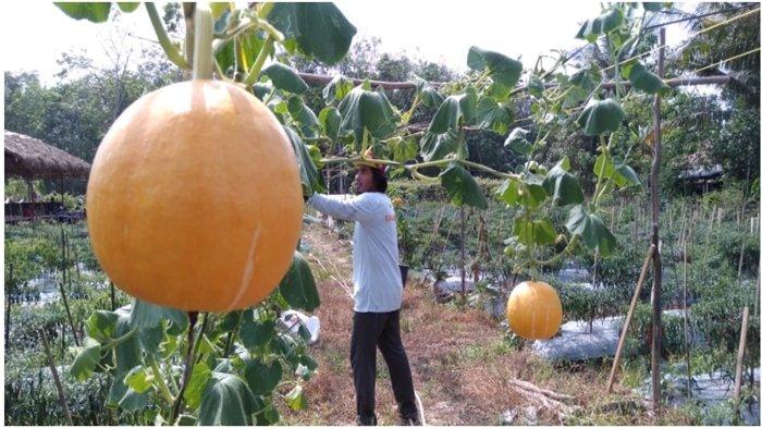 Cerita Petani Banyuasin Budidaya Labu Halloween Asal Brazil, Ingin Buka ...