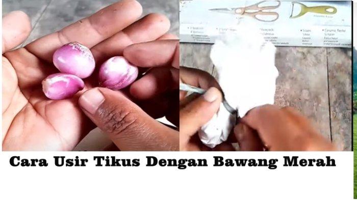 Cara Mengusir Tikus Secara Sederhana Menggunakan Bahan Bawang Merah dan ...