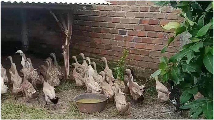 Cara Budidaya Bebek Petelur Ala Peternak OKU Timur, Modern Tanpa ...