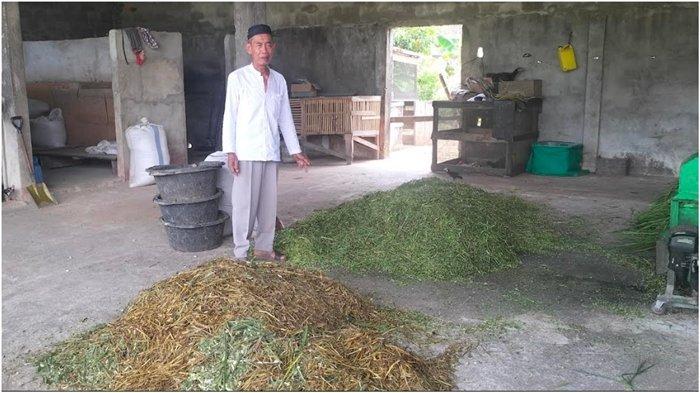 Cara Membuat Pakan Ternak Fermentasi Rumput Ala Peternak OKI, Solusi di Musim Kemarau ...