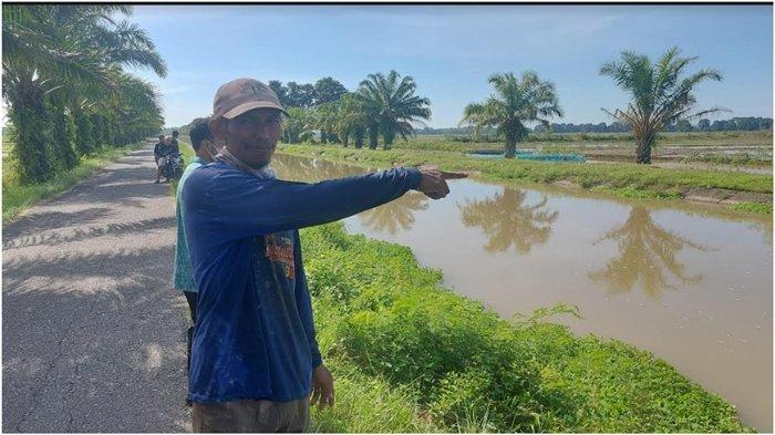 Lihat Buaya Jarak 5 Meter Mulut Terbuka Lebar, Cerita Suparso Petani ...