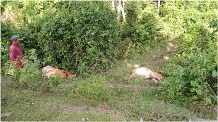 Sepekan 7 Sapi Mati Tak Wajar di Muara Kuang Ogan Ilir, Warga Duga ...