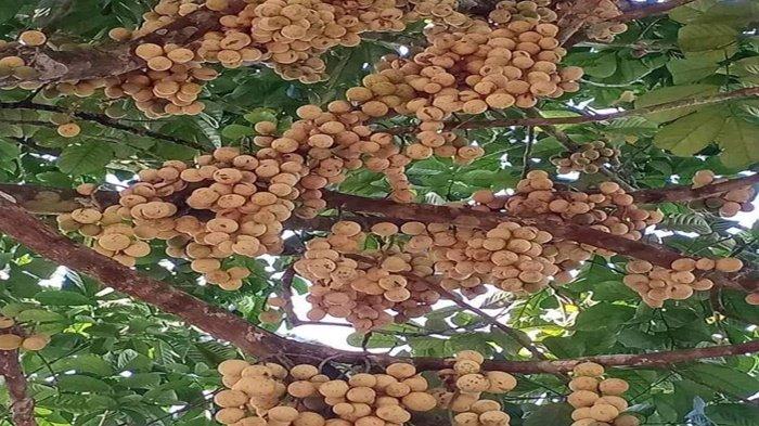 Dari Mana Asal Buah Duku, Pemerhati Budaya : Ralat Ya, Tidak Ada Duku ...