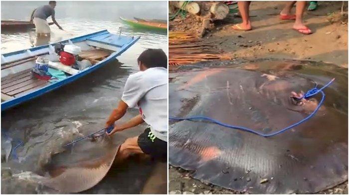 Warga Potong 2 Ikan Pari Raksasa Ditemukan di Sungai Ogan Desa Banuayu ...