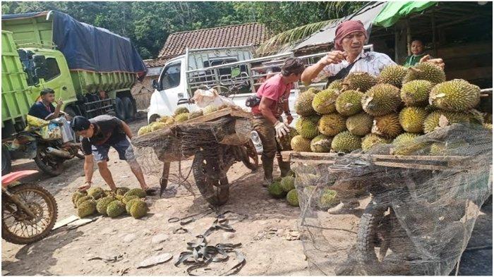 Tak Jual Eceran, Durian Ulu Ogan Langsung Dikirim ke Sejumlah Kota di ...