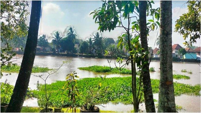 Pulau Enceng Gondok Penuhi Aliran Sungai Komering di Kecamatan ...