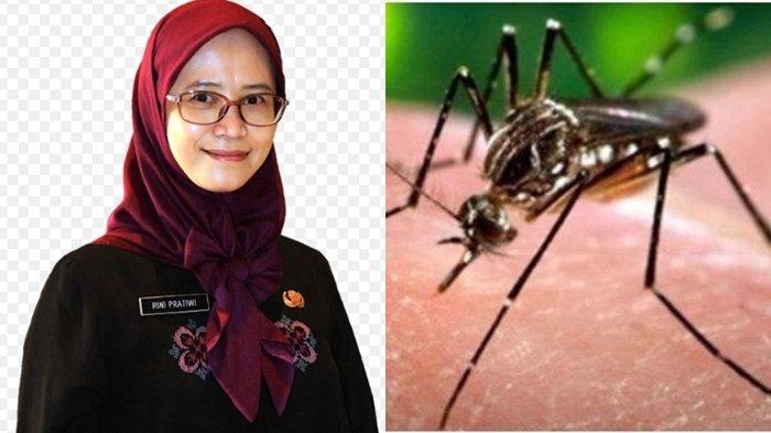 Empat Orang di Banyuasin Meninggal Dunia Karena DBD Sepanjang Tahun 2024 - Tribunsumsel.com