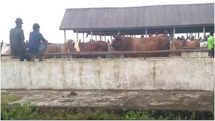 Kenali Gejala PMK Pada Sapi, Disbunak OKI Sosialisasi Cegah Penularan ...