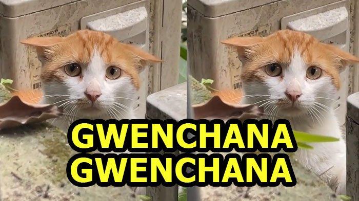 Arti Gwenchana Bahasa Korea Viral Jadi Sound Tiktok, Ini Penjelasan dan ...