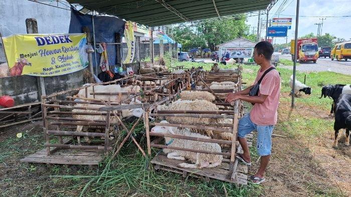 Harga Kambing dan Domba Untuk Kurban di Ogan Ilir, Termurah Mulai Dari Rp 2,5 Juta ...