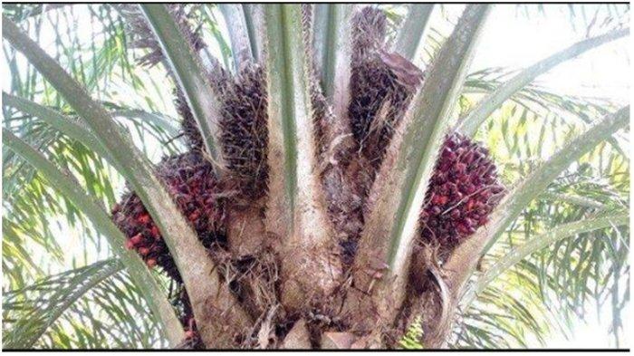 Harga Sawit Palembang: Berita Sawit OKI, Warga Desa Mukti Sari Buat Tirai dari Pelepah Sawit ...