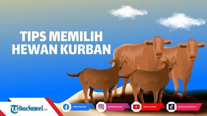 Arti Udhiah dan Tadhiyah dalam Ibadah Qurban, Berikut Tips Memilih Hewan Qurban Sesuai Syariah ...