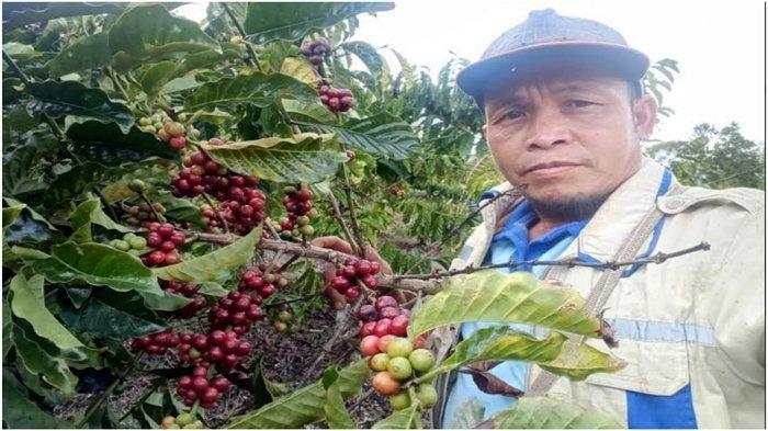 Ironi Petani Kopi di Muara Enim, Harga Kopi Meroket Rp 35 Ribu per Kg ...