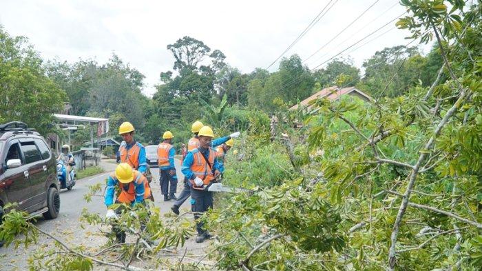 Jaga Jaringan Listrik Tetap Handal, PLN ULP Ampera Lakukan Pemangkasan ...