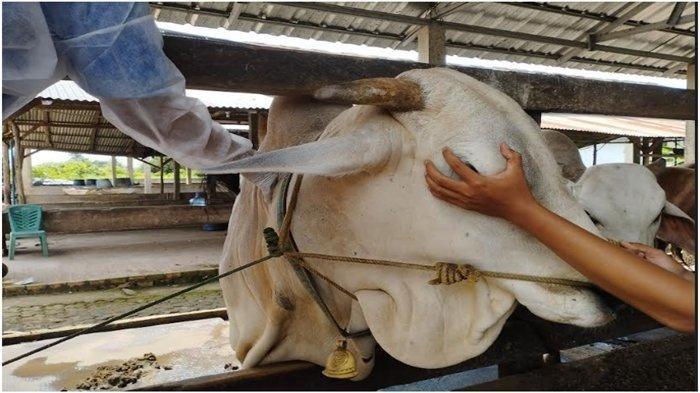 Jelang Idul Adha 2023, Disbunnak Banyuasin Pastikan Stok Sapi Aman - Tribunsumsel.com