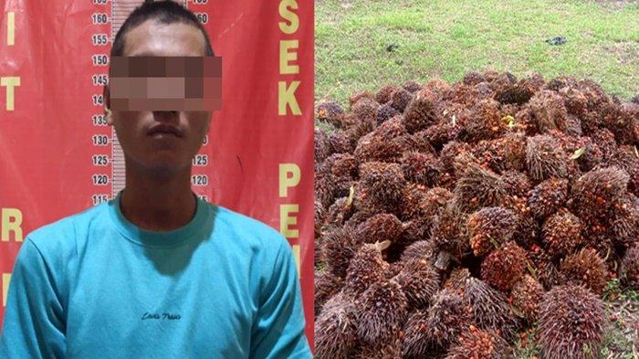 Kepergok Curi 3 Ton TBS Sawit Perusahaan, Petani di PALI Diserahkan ke Polisi - Tribunsumsel.com