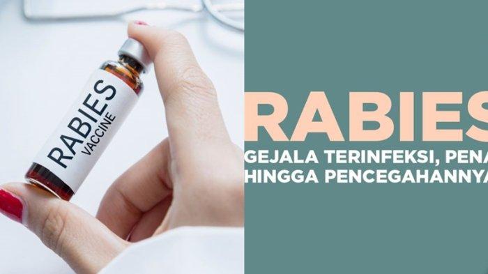 Kronologi Bocah 5 Tahun Meninggal Digigit Anjing Rabies Peliharaanya ...