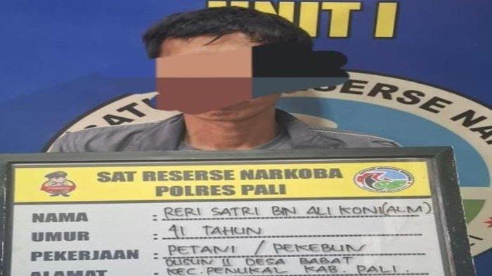Lagi di Kebun, Petani Nyambi Jadi Penjual Narkoba di PALI Pasrah Diciduk Polisi, 6 Paket Sabu ...