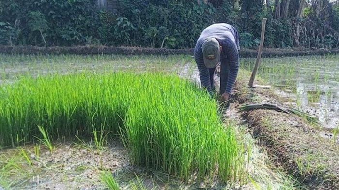 Memasuki Musim Tanam, Petani di Lubuklinggau Mengeluh Kesulitan Dapat ...