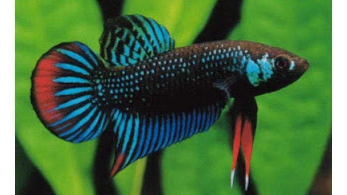 Arti Wild Betta dalam Istilah Jual Beli Ikan Cupang Online, Ini Ciri ...