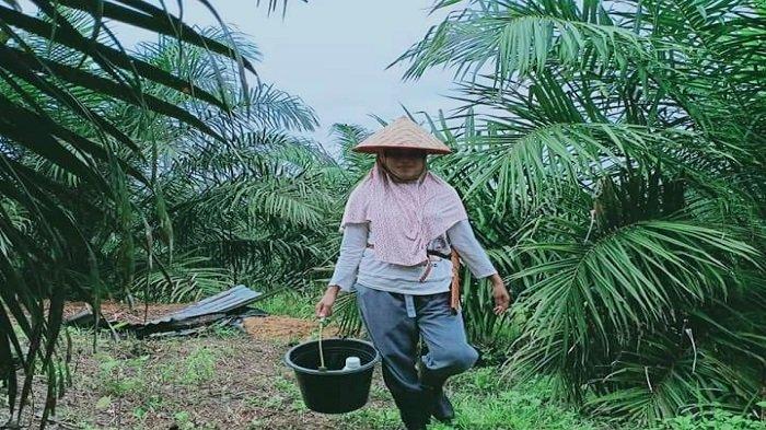 Musim dan Cara yang Tepat Untuk Memupuk Sawit, Penjelasan Penyuluh ...