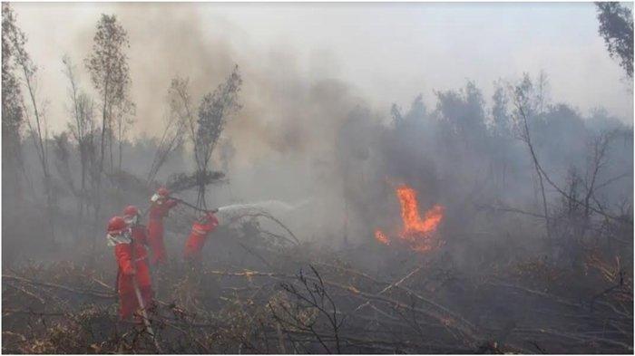 Hutan dan Lahan di NTT Terbakar, Luasnya Diperkirakan Sampai 40 Hektare ...