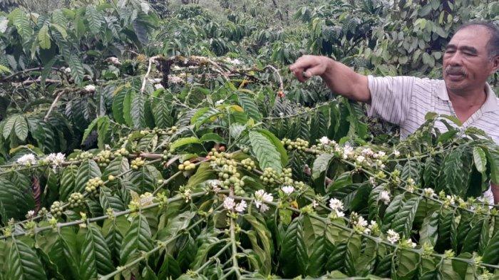Petani Kopi di OKU Selatan Sumringah, Harga Tembus Rp 71 Ribu Perkilo, Buahnyapun Lebat ...
