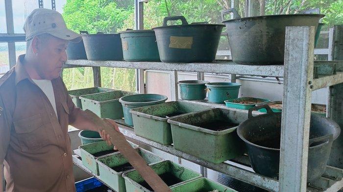 Pemkab OKI Bakal Kembangkan Budidaya Ulat Maggot, Bantu Peternak Penuhi ...