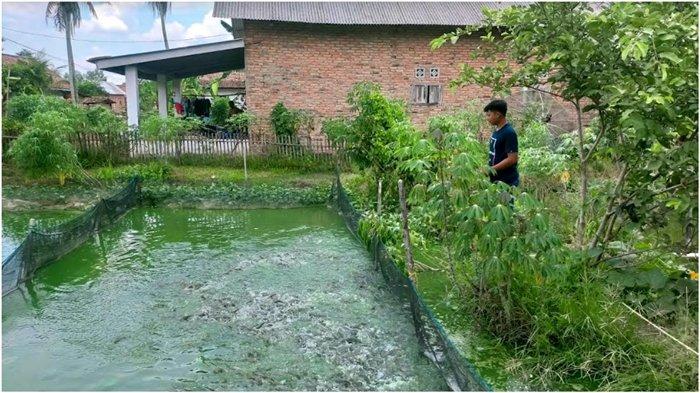 Kisah Abdul Hafid Pemuda 25 Tahun Sukses Budidaya Ikan Lele, Manfaatkan ...