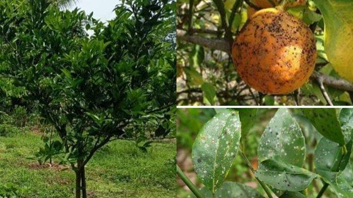 Tanaman Jeruk Milik Warga Tulung Selapan Diserang Hama Embun Jelaga ...