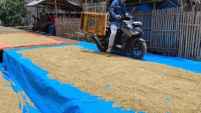 Petani Tersandera Jerat Tengkulak, Pinjam Modal Hingga Mesin Panen ...