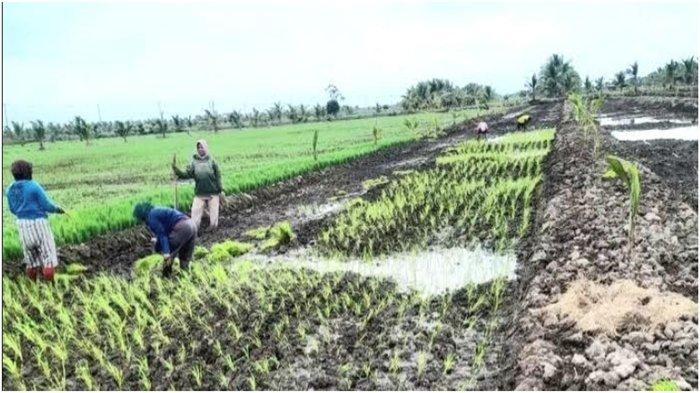 Petani di Banyuasin Masuk Musim Tanam, PPL Diminta Pantau Distribusi ...