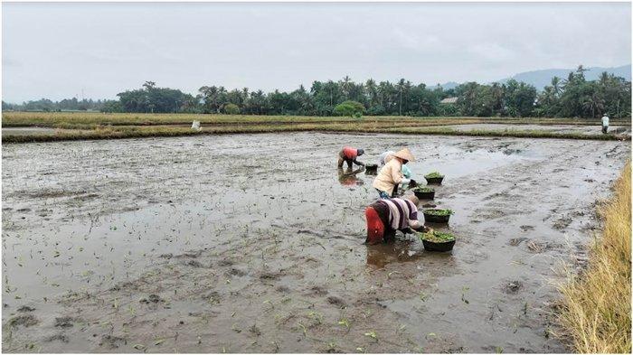 Petani di Nawangsasi Musi Rawas Beralih Tanam Genjer, Sebulan Dapat Rp ...