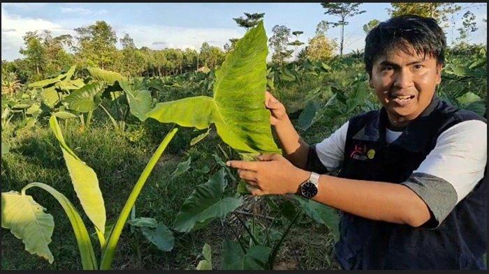 Satu Tumbuhan Semua Bermanfaat, Talas Beneng yang Menjanjikan ...
