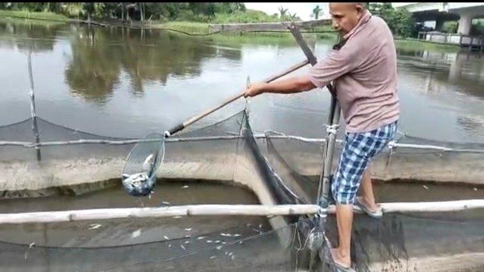 Ribuan Ikan Patin Mati Mendadak di Sungai Komering OKI, Penangkar ...