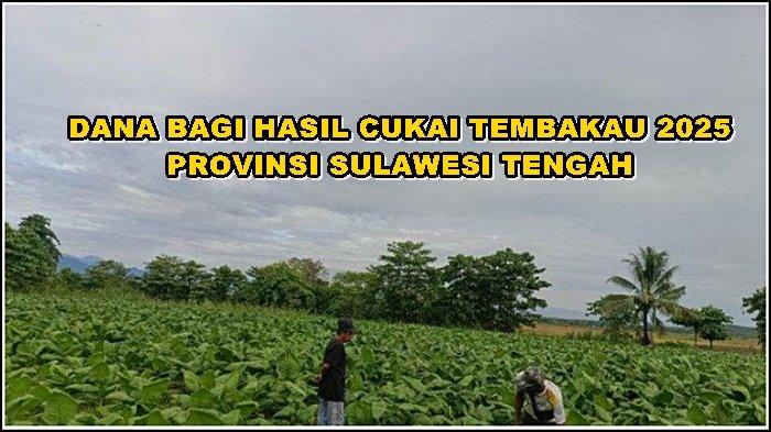 Berita Rincian Dana Bagi Hasil Cukai Tembakau 2025 di Sul Terbaru Hari Ini - Tribunsumsel.com