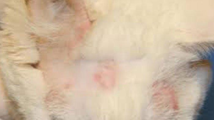 Ringworm Adalah Apa? Infeksi Jamur yang Bisa Menyerang Kucing, Cat ...