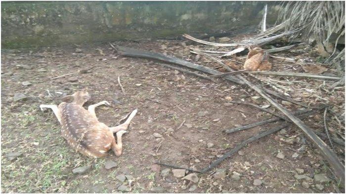28 Rusa di Komplek BUMN di Sungai Gerong Banyuasin Ditemukan Mati ...